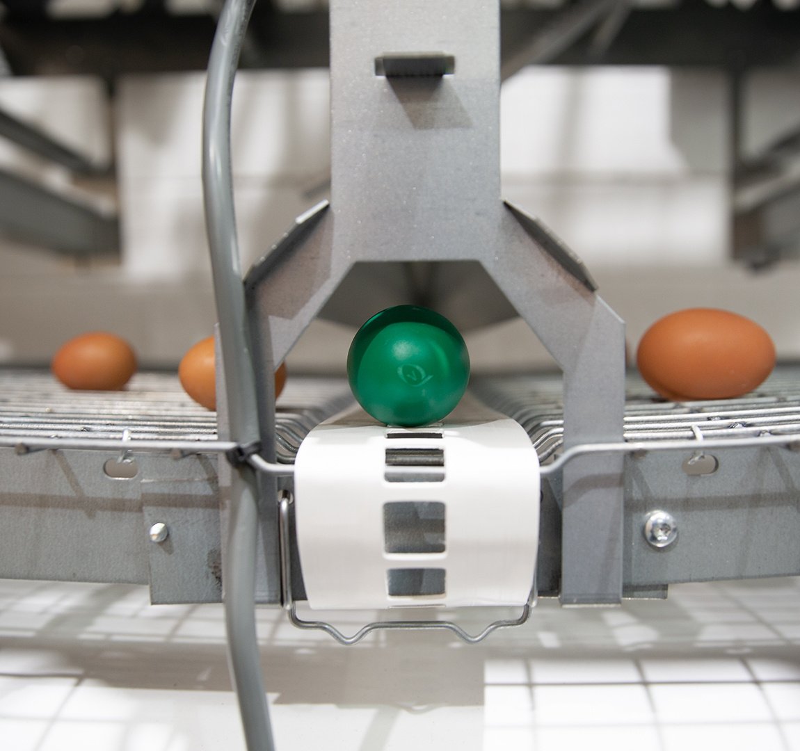 Gregg Smart Eggs - Vencomatic Group